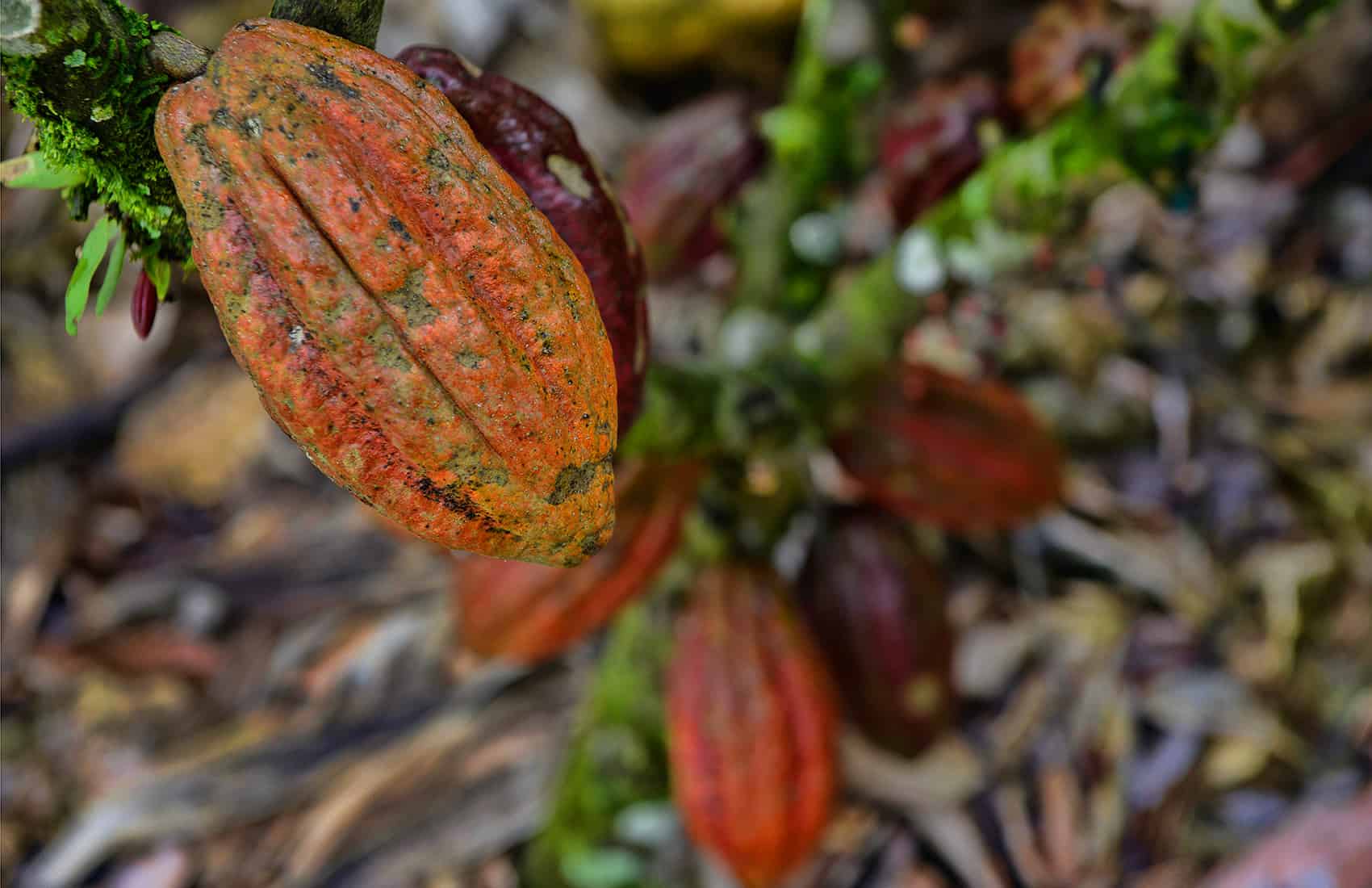 Costa Rica’s chocolate comeback – The Tico Times | Costa Rica News ...