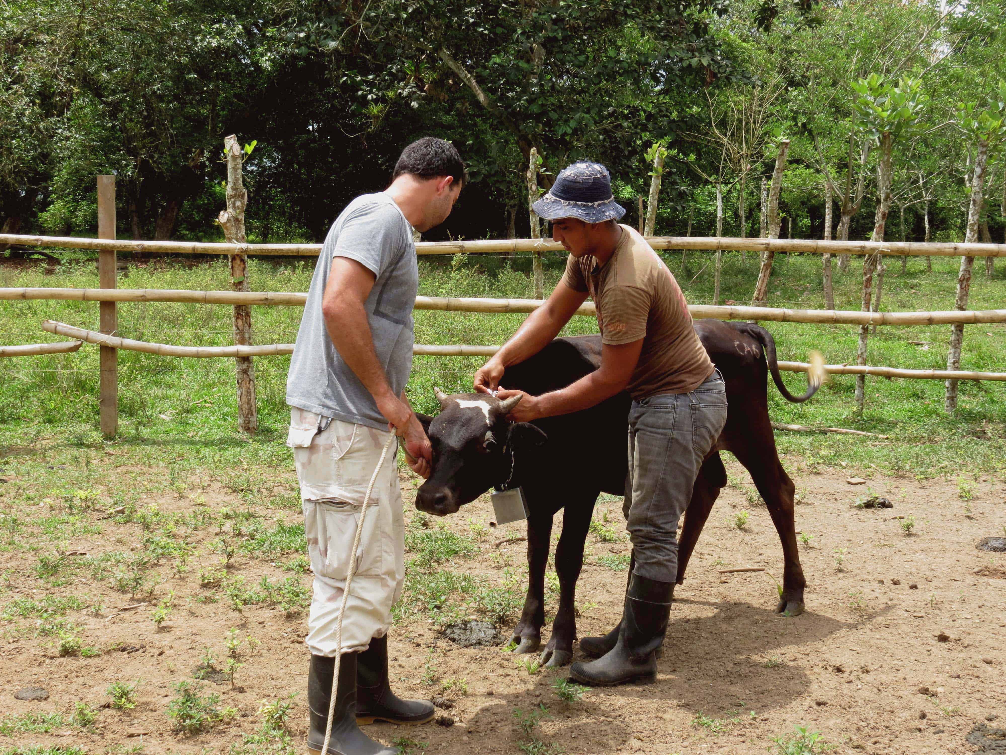 Rapid response units help mitigate conflicts over wildcat attacks on ...