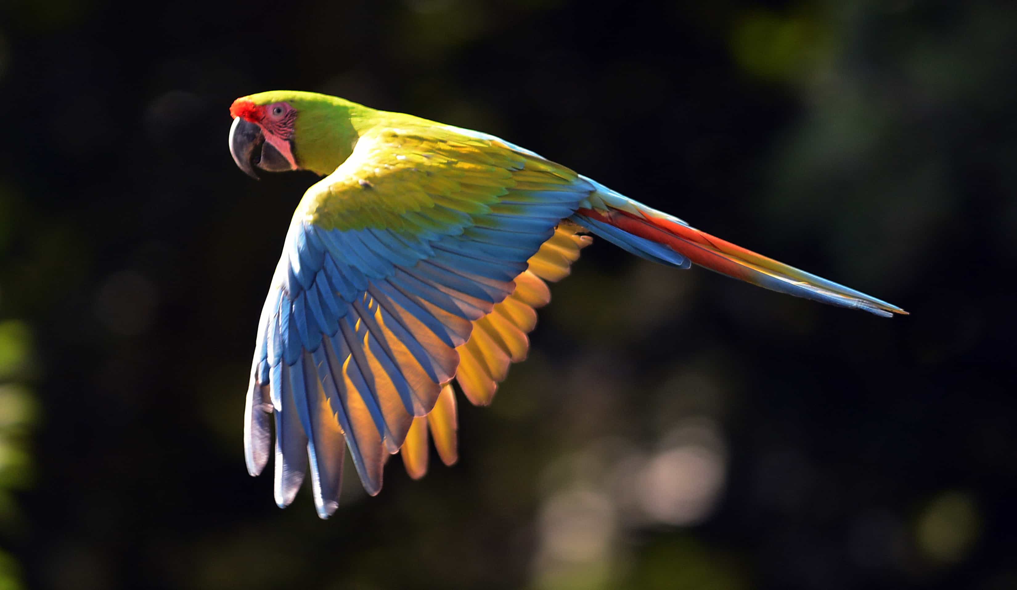 US adds two macaws to endangered species list – The Tico Times | Costa ...