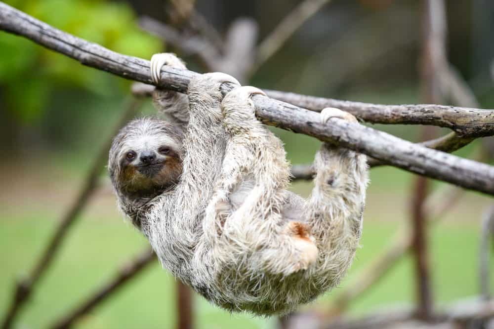 11 little-known sloth facts – The Tico Times | Costa Rica News | Travel ...