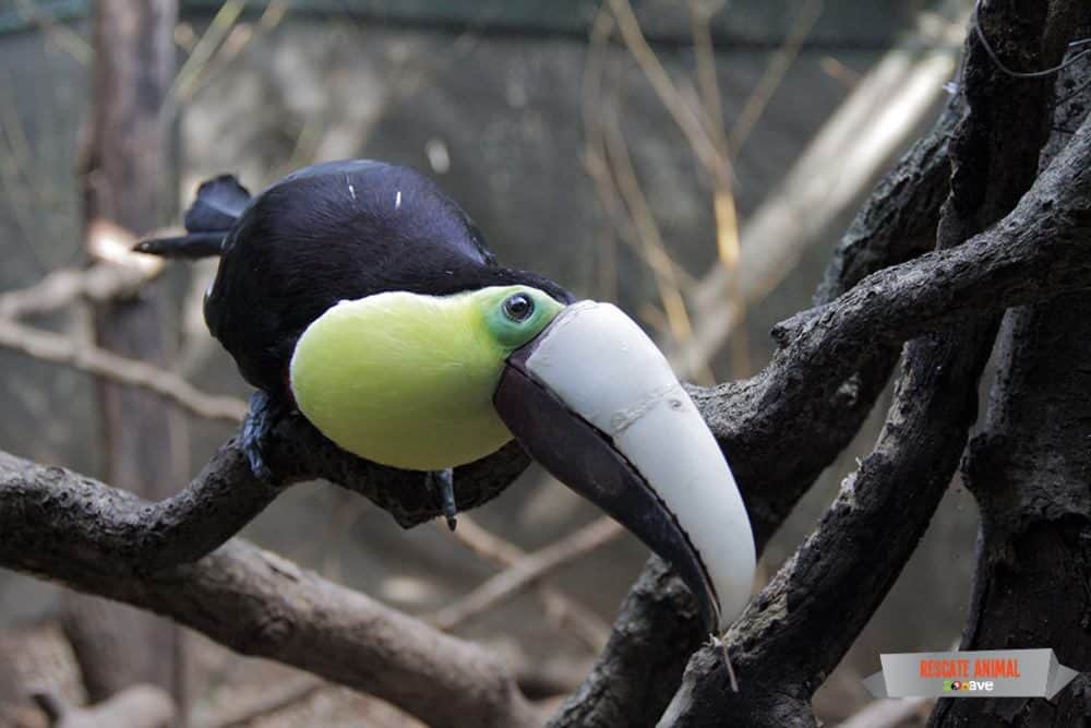 Toucan gets 3D-printed beak after gruesome injury – The Tico Times ...