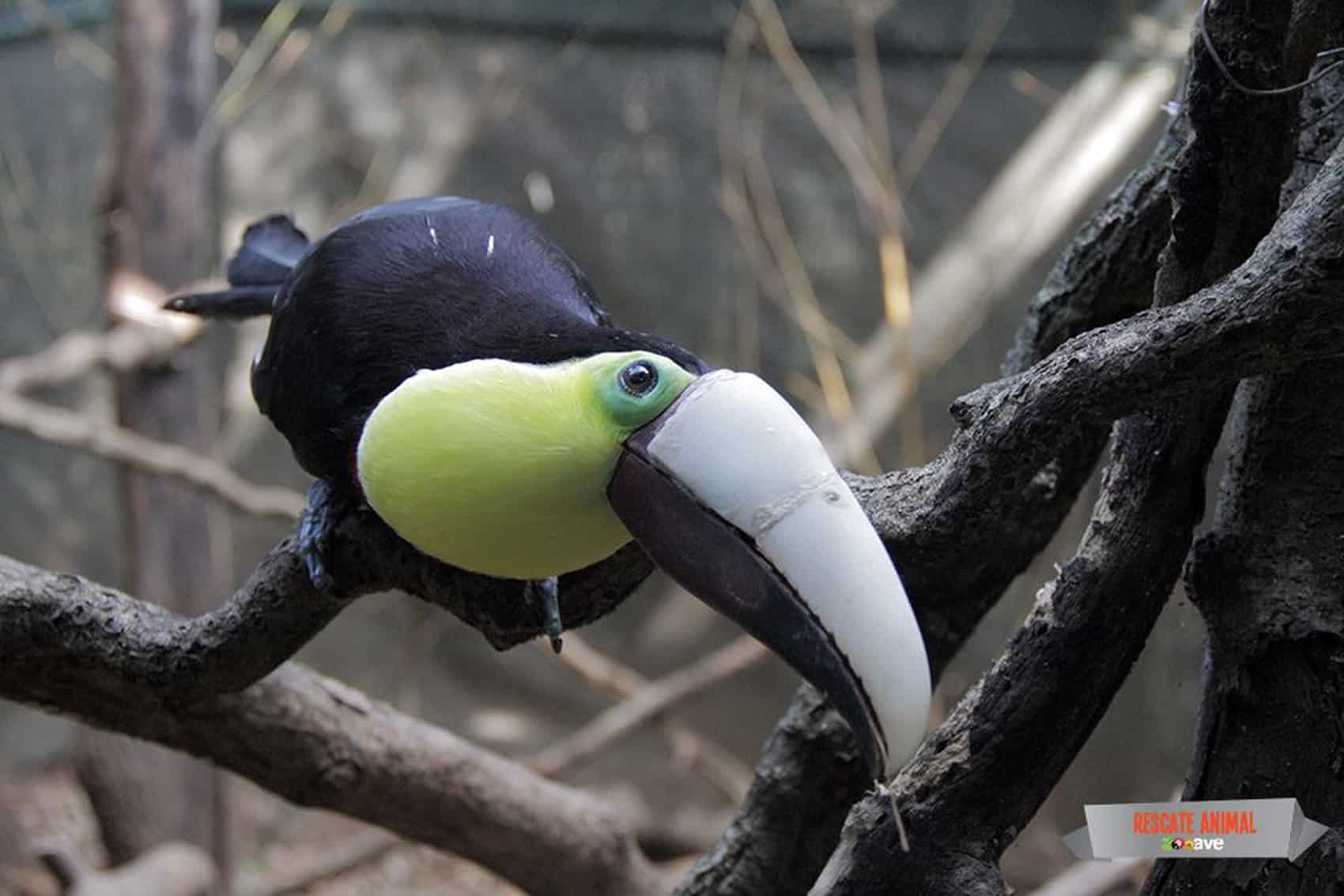 Toucan gets 3D-printed beak after gruesome injury – The Tico Times ...